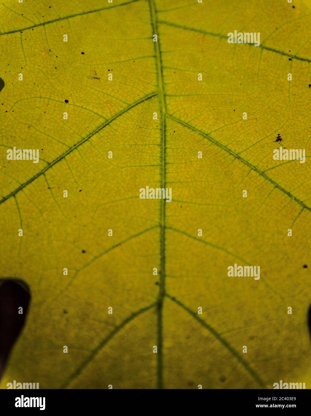 Plant leaves as a background Stock Photo - Alamy