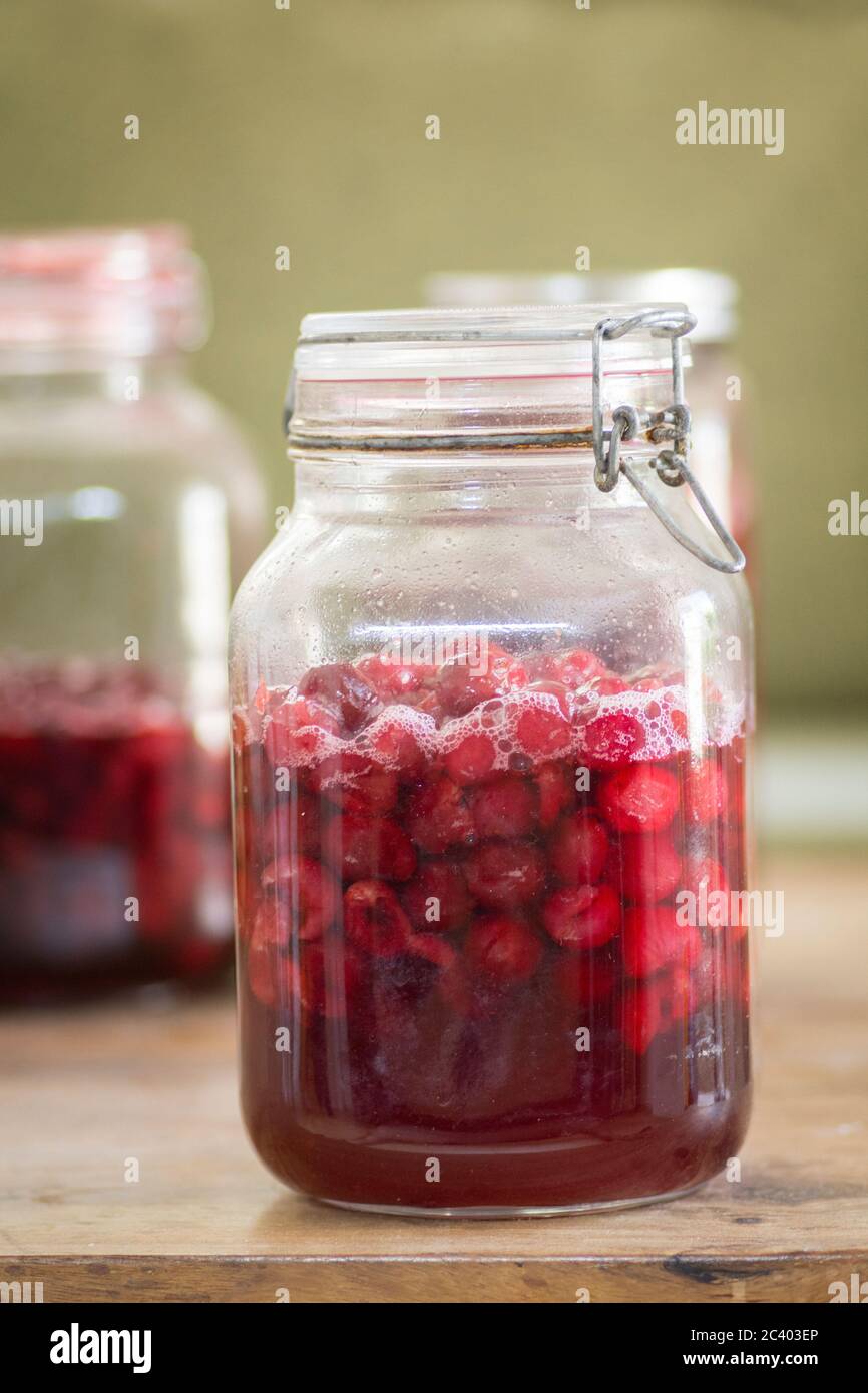 Homemade Vishniac or Visinata liqueur, made of sour Vishnia Cherries ...