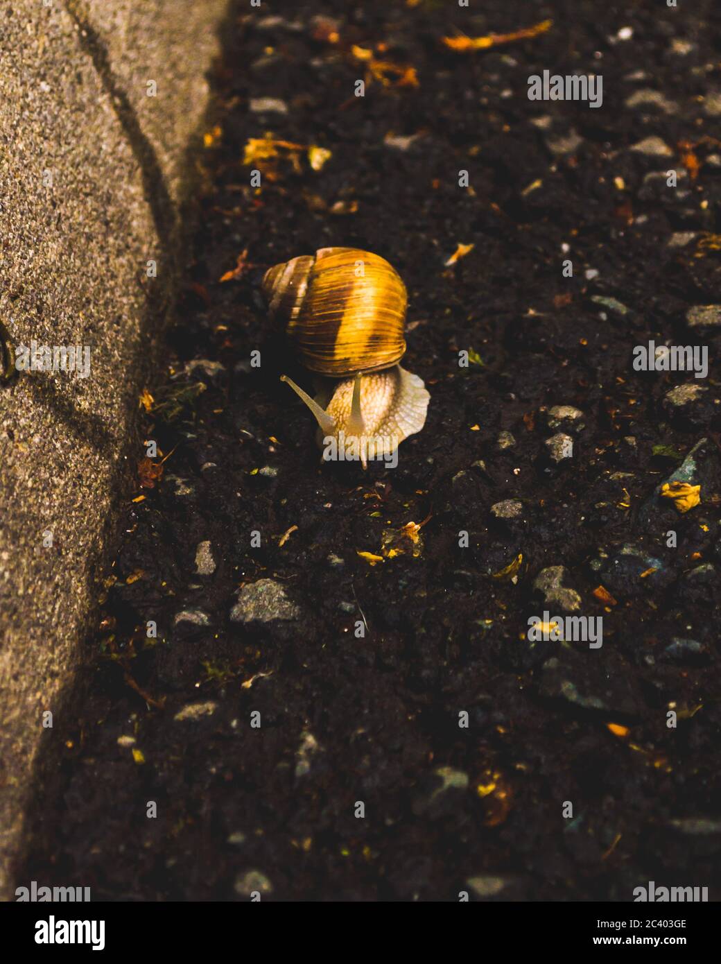 Pointed snail hi-res stock photography and images - Alamy