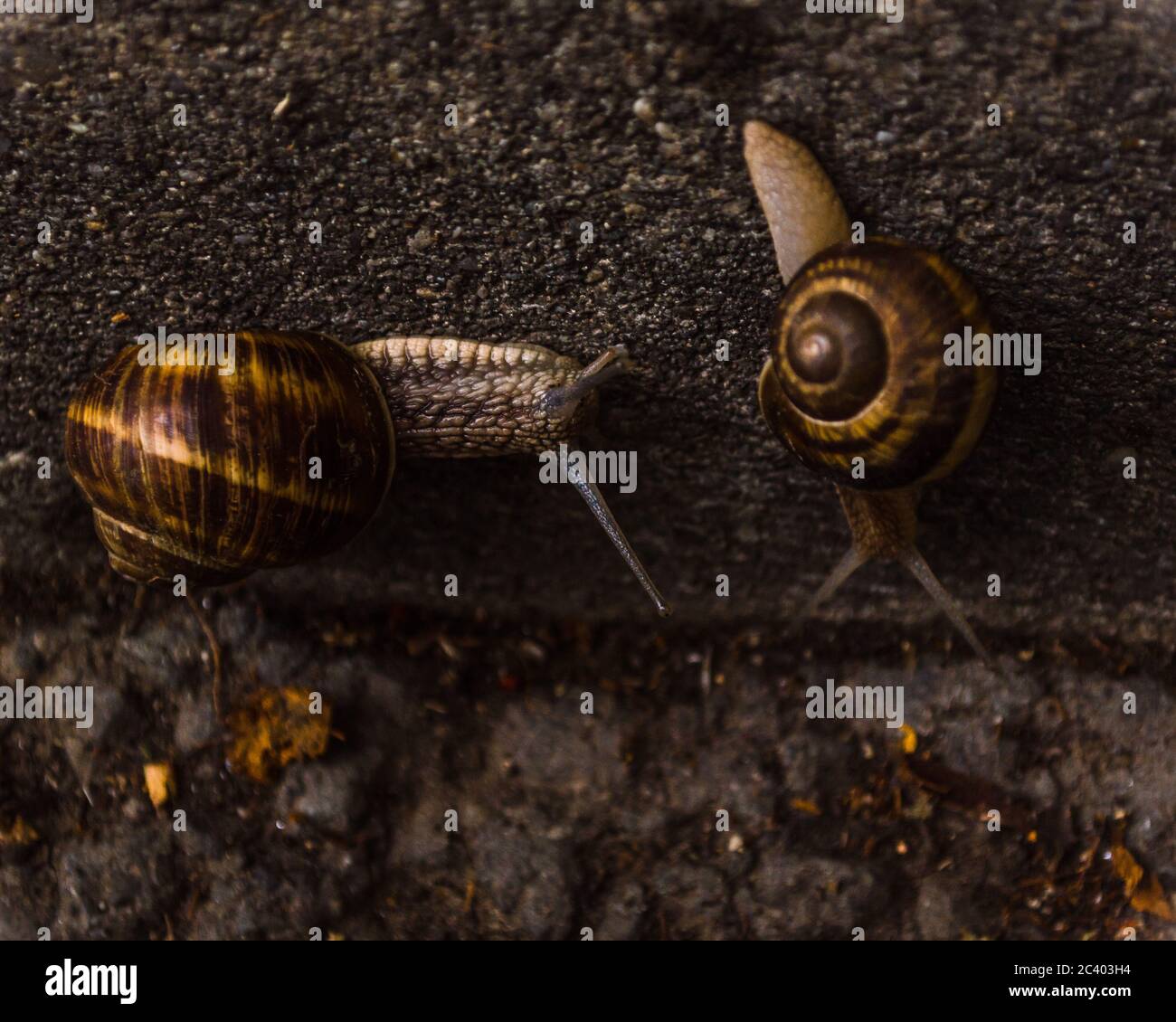 Snail Ladder High Resolution Stock Photography and Images - Alamy