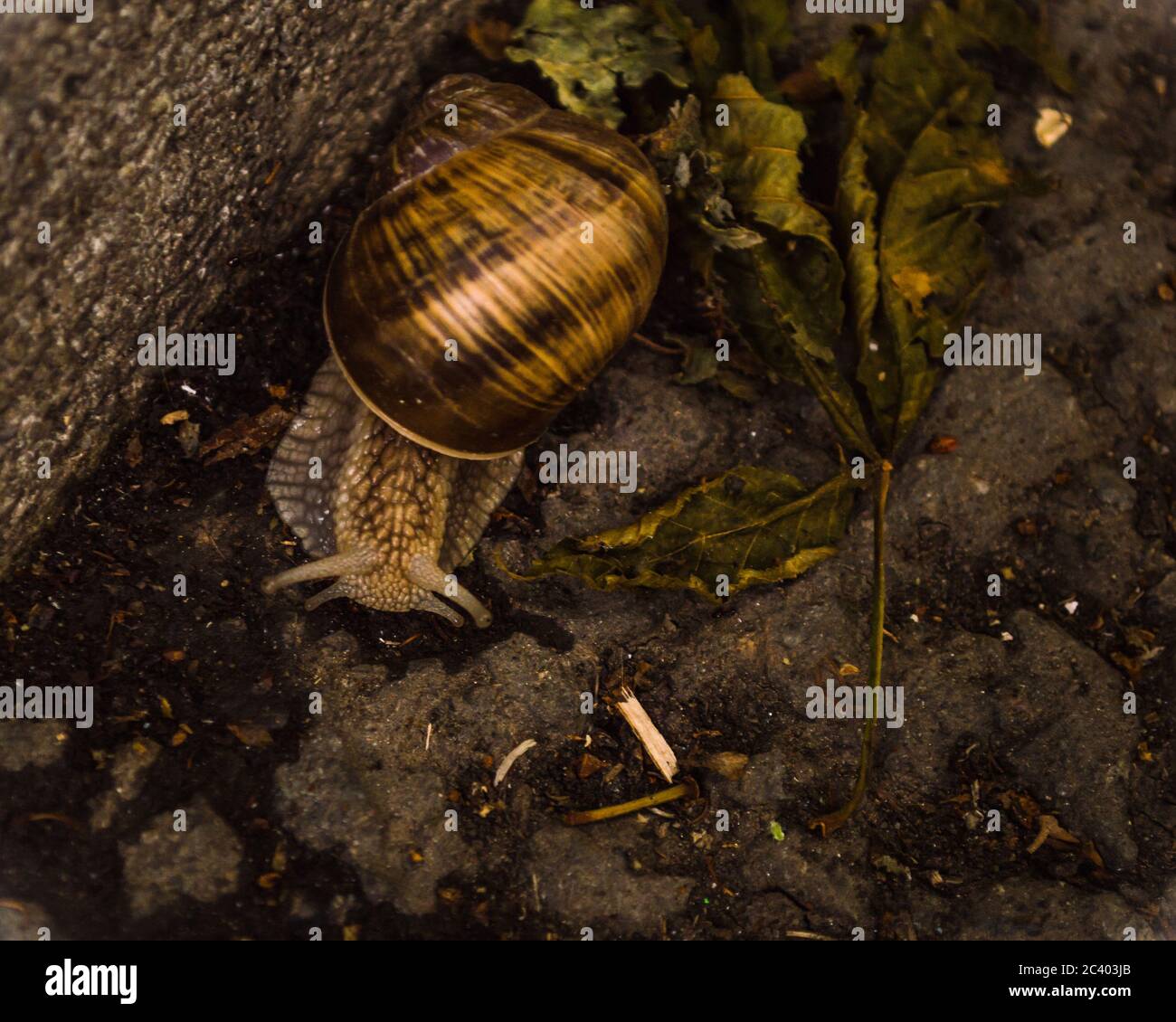 Pointed snail hi-res stock photography and images - Alamy