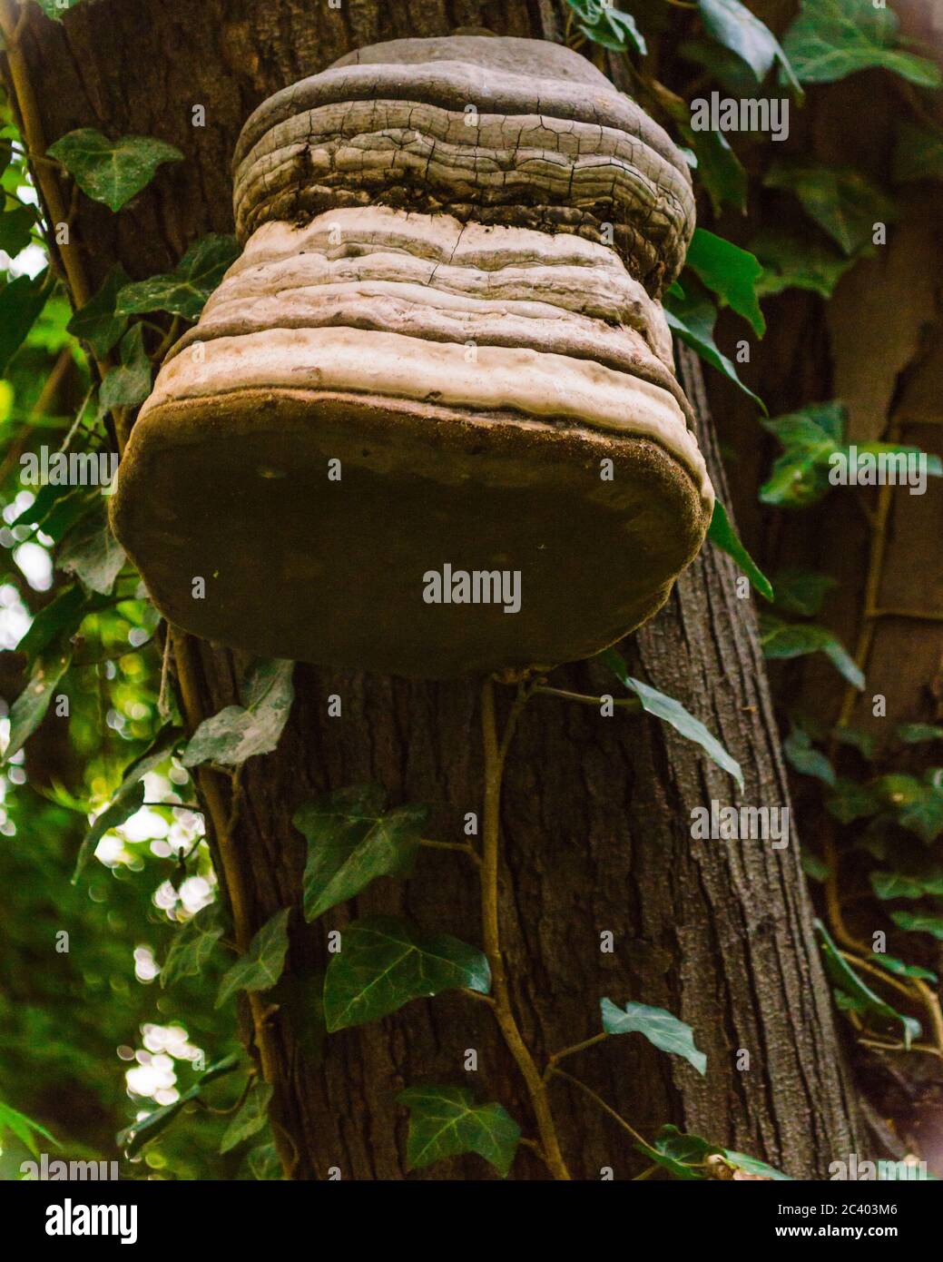 Root bracket fungus hi-res stock photography and images - Alamy