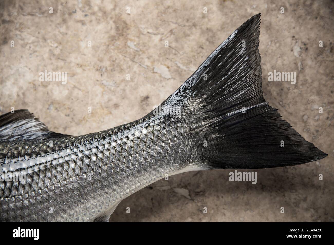 The tail or caudal fin, of a freshly caught bass, Dicentrarchus labrax ...