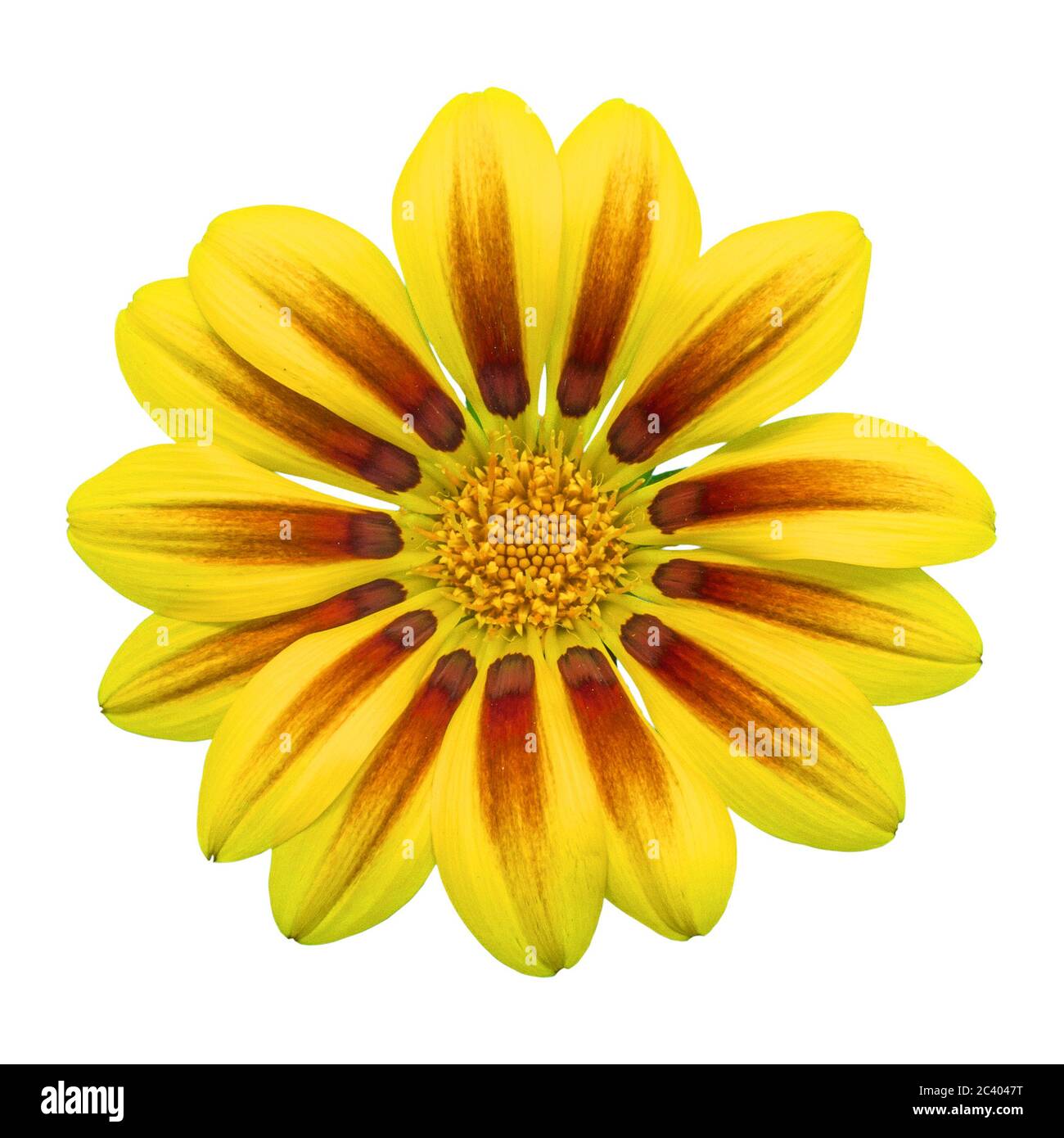 Gazania ‘sunburst hi-res stock photography and images - Alamy