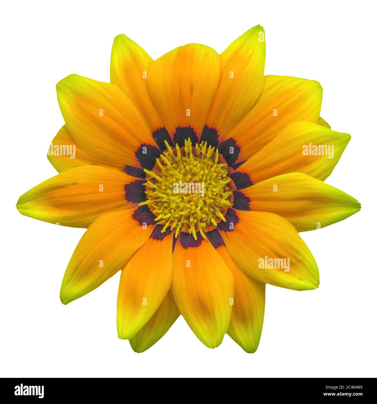 Gazania ‘sunburst hi-res stock photography and images - Alamy