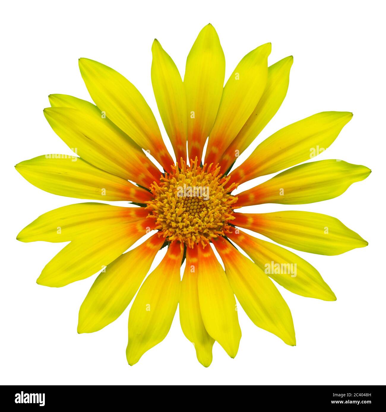 Gazania ‘sunburst hi-res stock photography and images - Alamy