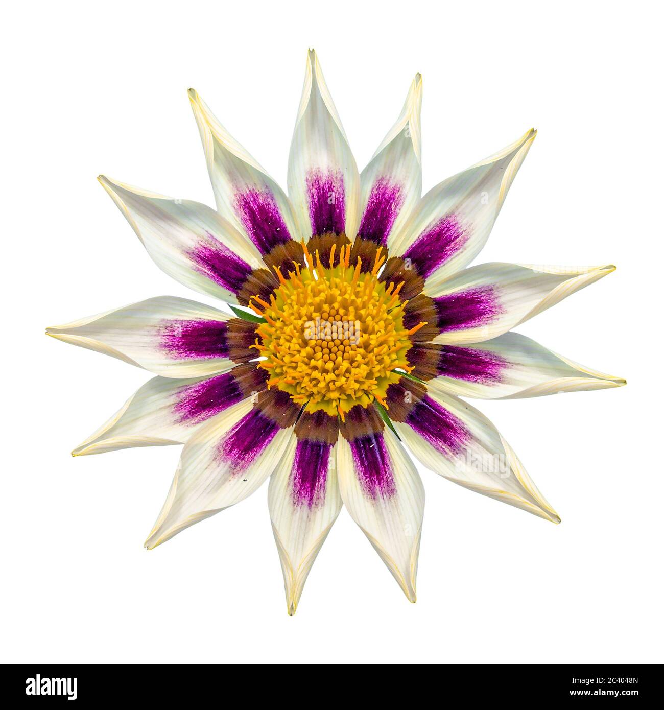gazania sun flower on white background, isolated with clipping path ...