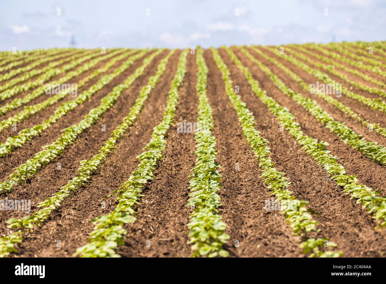 Agricultural field with a sunflower crop in early summer Stock Photo ...