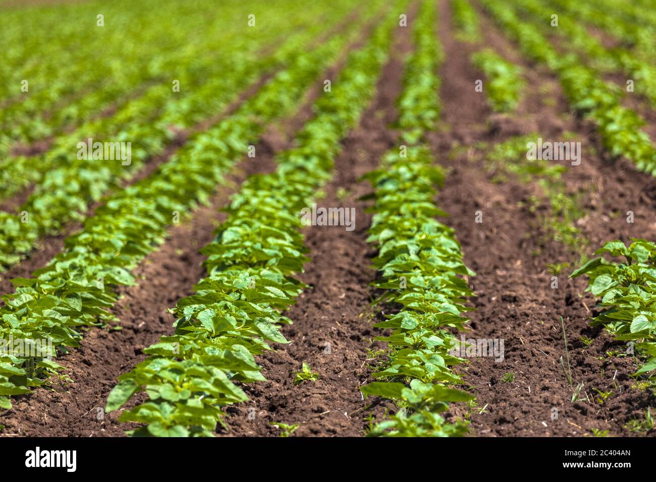 Agricultural field with a sunflower crop in early summer Stock Photo ...