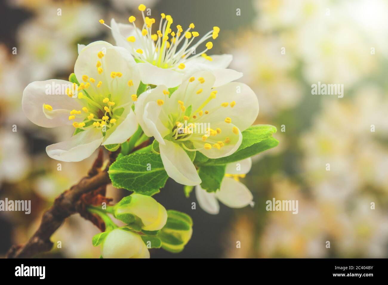 Blossoming process hi-res stock photography and images - Alamy