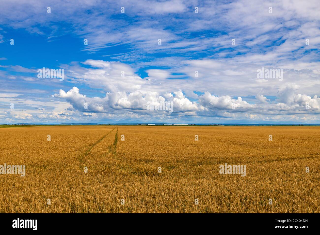Agricultural field with ripe wheat and ready to harvest Stock Photo - Alamy