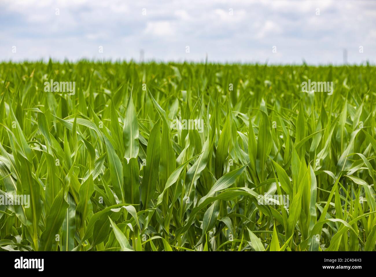 Green corn maize plants on a field. Agricultural landscape Stock Photo ...