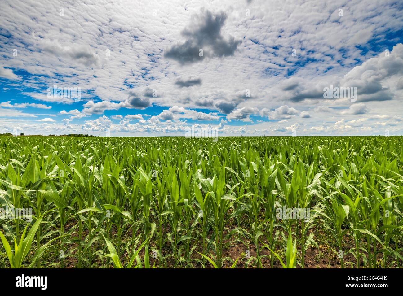Green corn maize plants on a field. Agricultural landscape Stock Photo ...