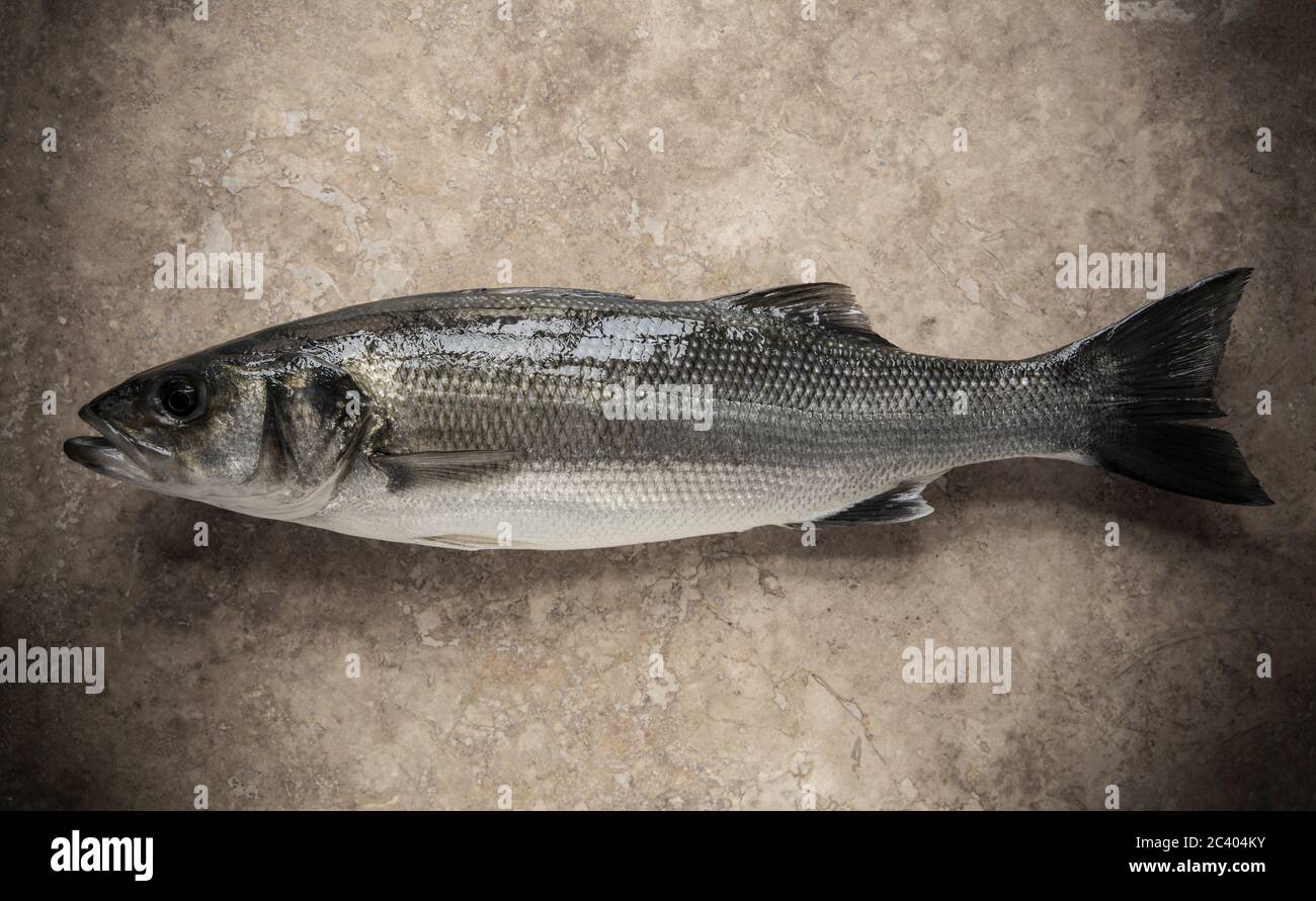 A freshly caught bass, Dicentrarchus labrax, that was caught on rod and ...