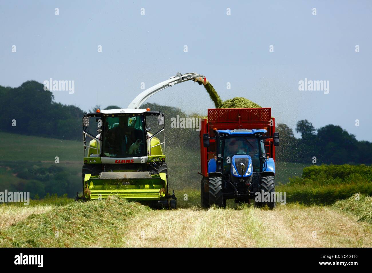Forage harvester and tractor pulled trailer collecting recently cut ...