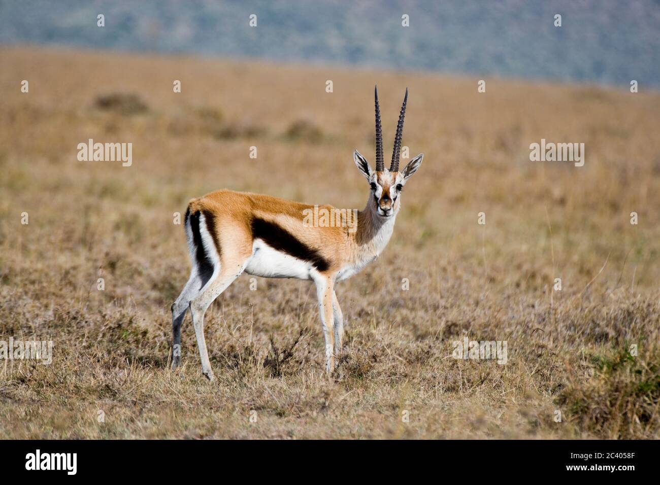 Thomson's Gazelle in the Maasai Mara, Kenya Stock Photo - Alamy