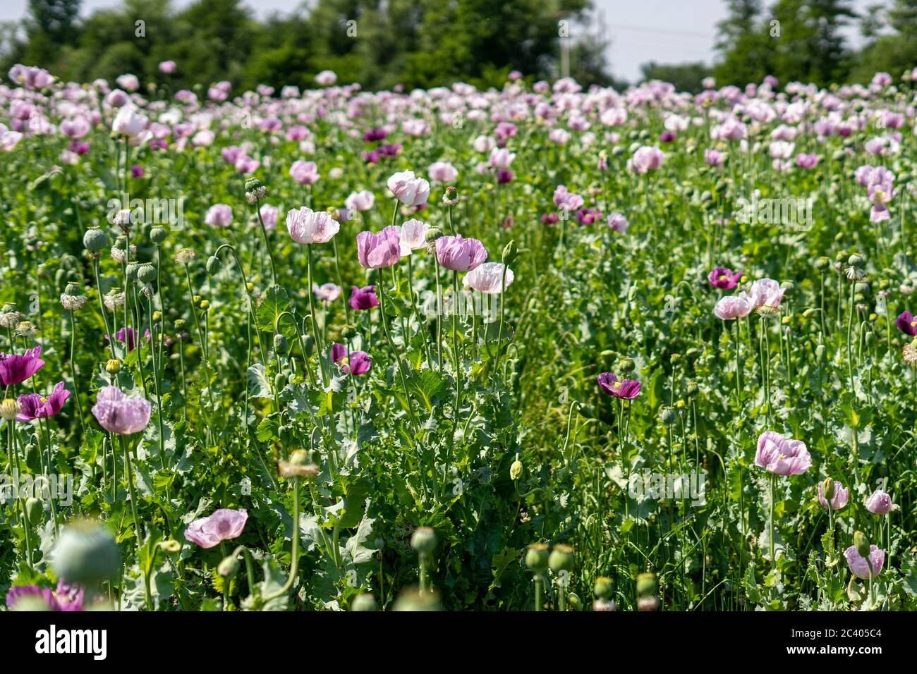 Poppy plantation leaves hi-res stock photography and images - Alamy