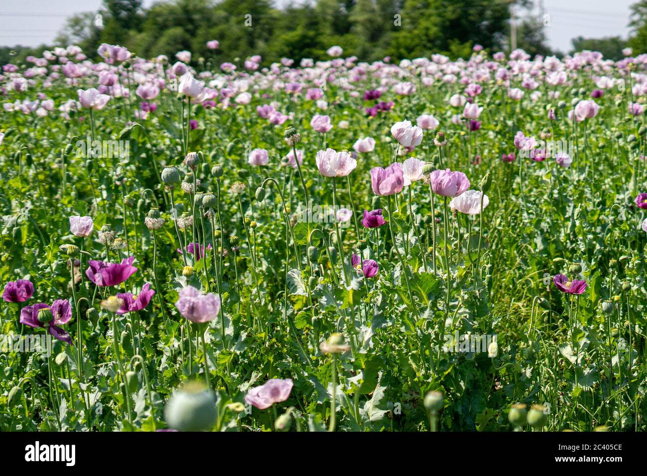 Beautiful poppy growing in the field Stock Photo - Alamy