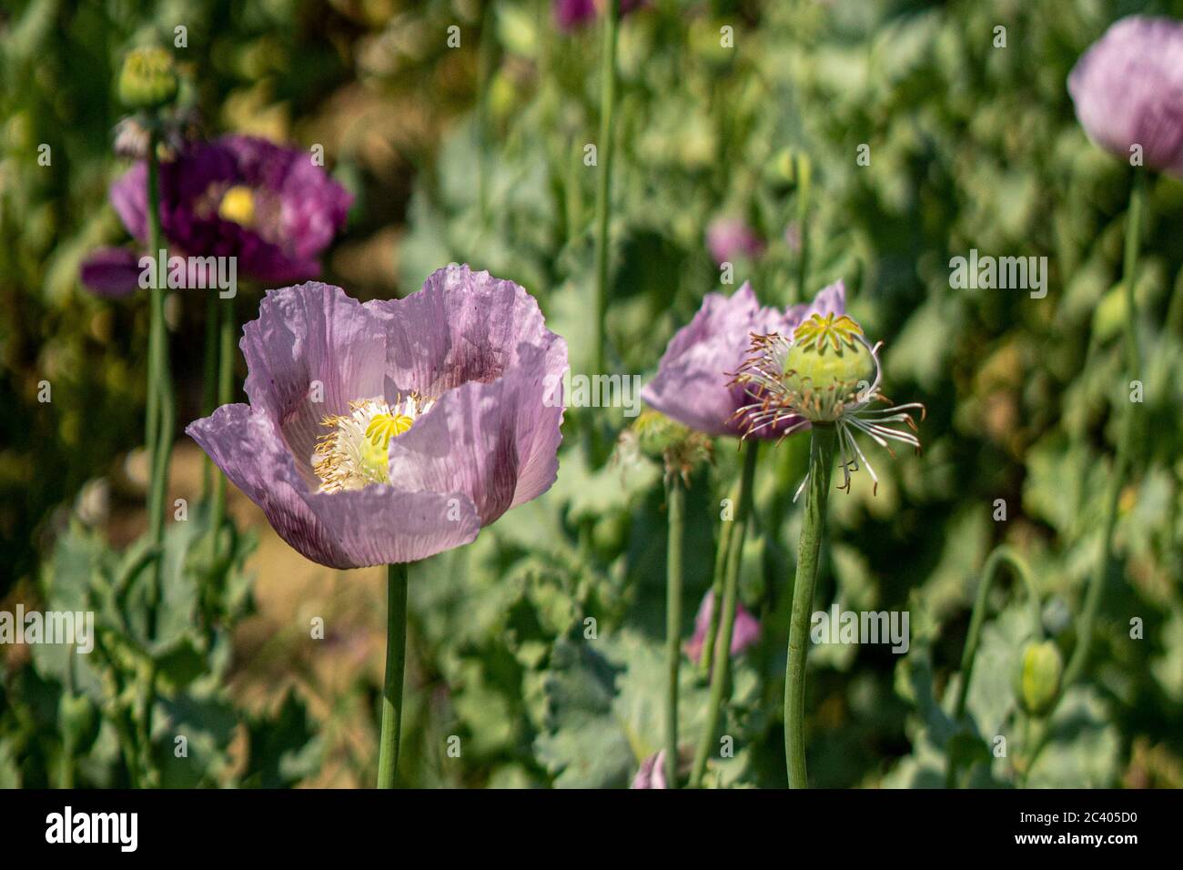 Beautiful poppy growing in the field Stock Photo - Alamy
