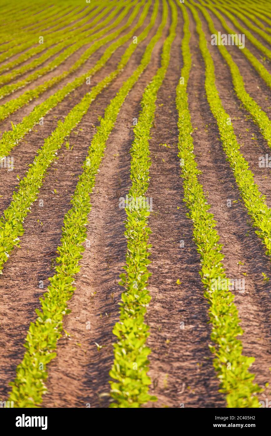 Farmers soybean field hi-res stock photography and images - Alamy
