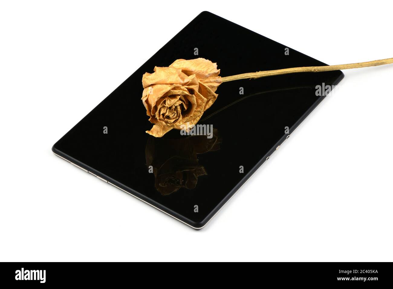 Golden rose on tablet pc isolated on white background. High resolution ...