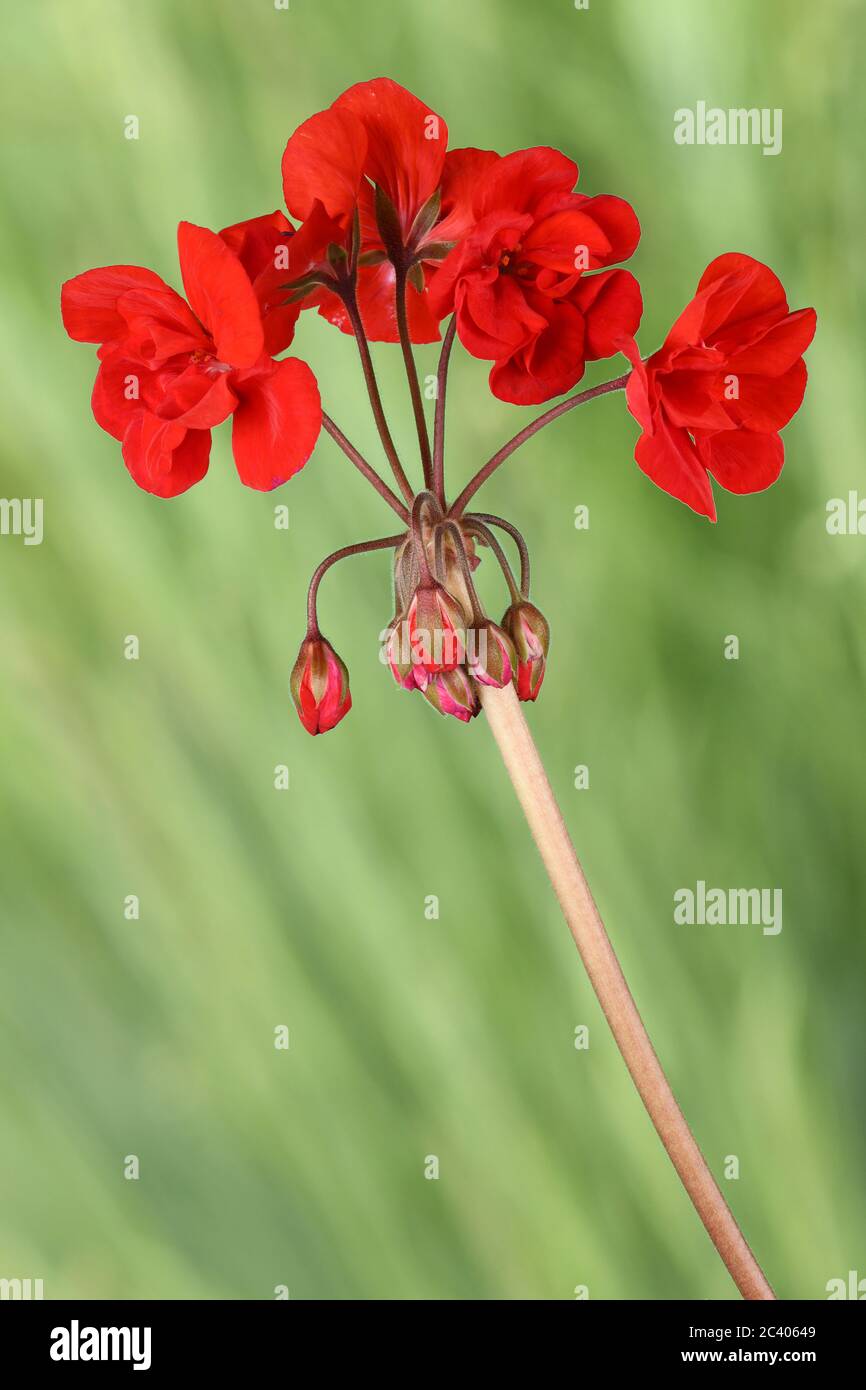 Red garden Geranium flowers. High resolution photo. Full depth of field ...