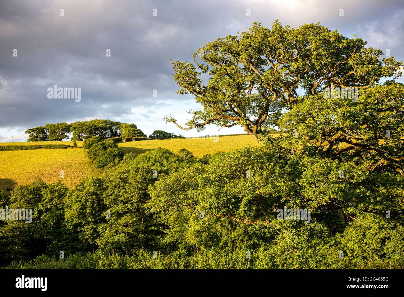 Devon hegerows hi-res stock photography and images - Alamy