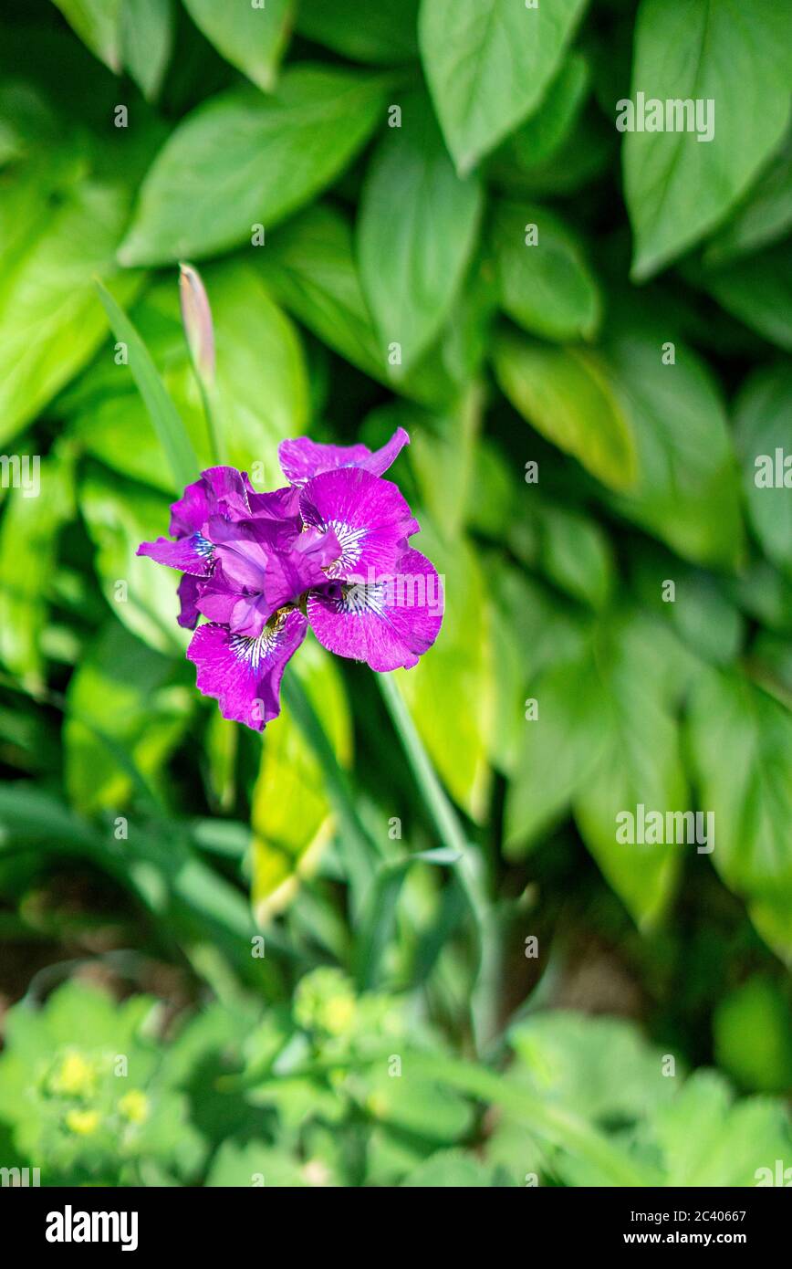 Beautiful iris hi-res stock photography and images - Alamy