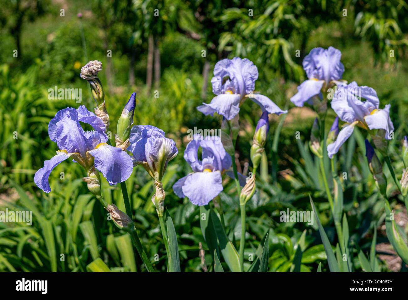 Park season season beautiful iris hi-res stock photography and images ...