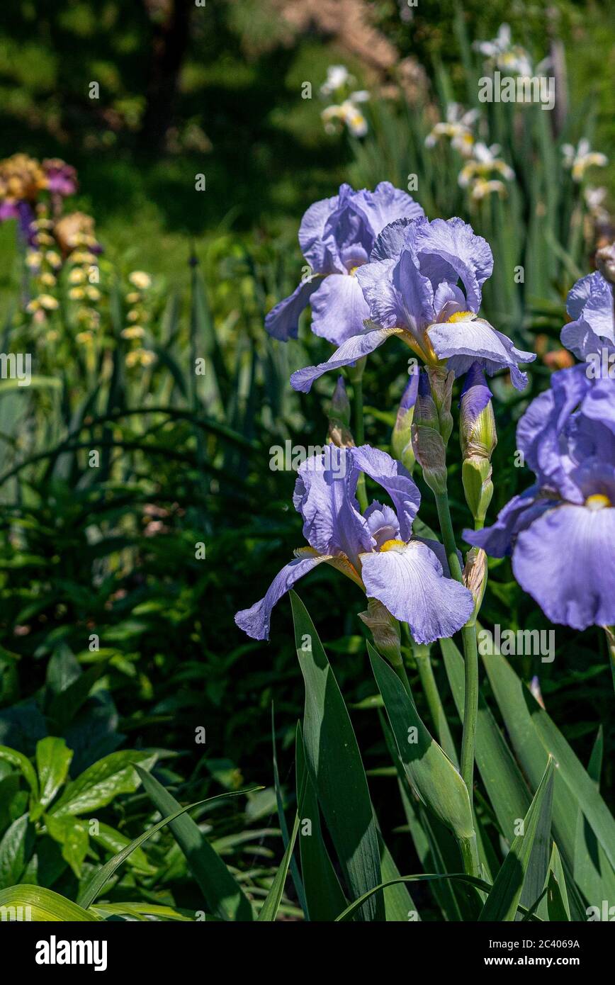 Beautiful Iris growing Stock Photo - Alamy