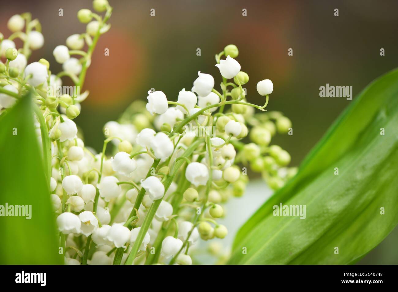 Lily of the valley flowers. Natural background with blooming lilies of the valley. High ...
