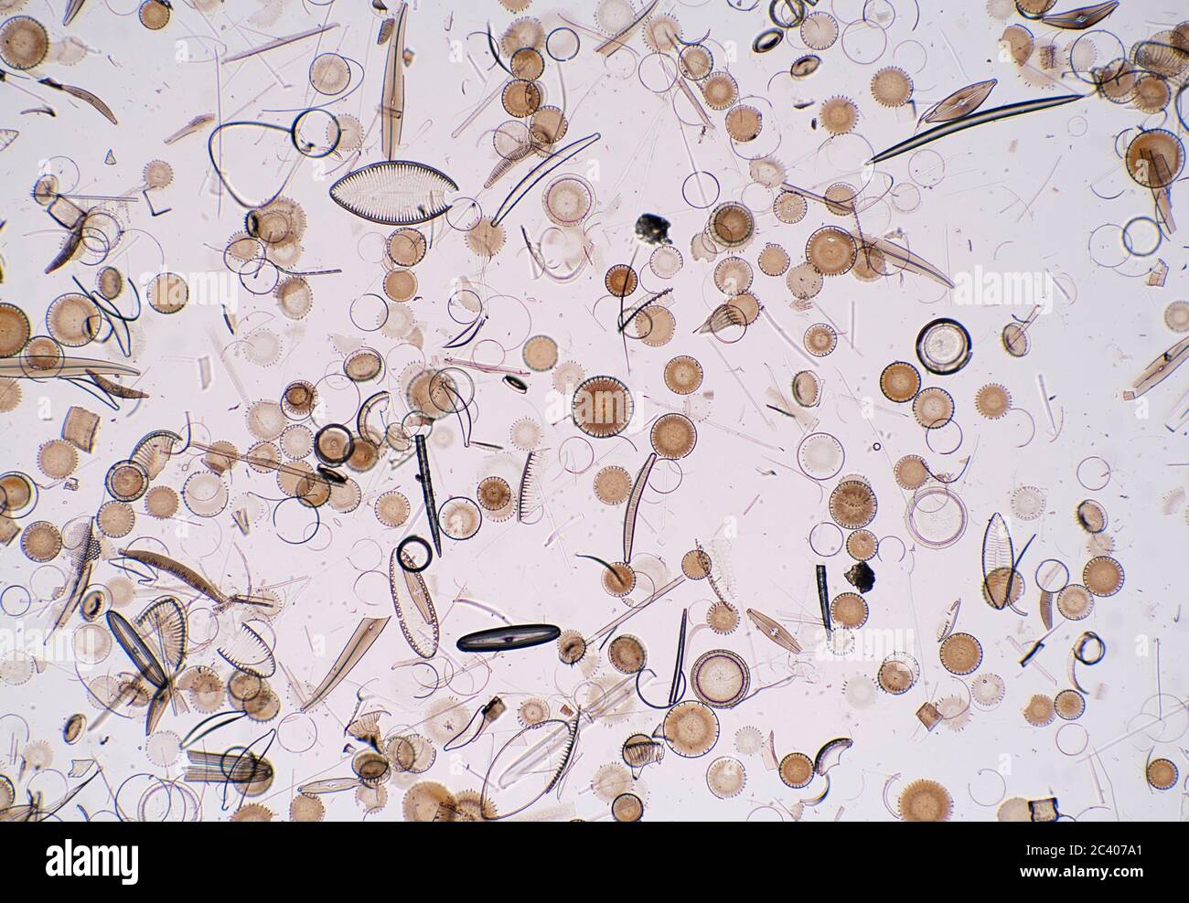 Terra Diatomacea Sob Microscopio Effects Of Mixed Carriers On