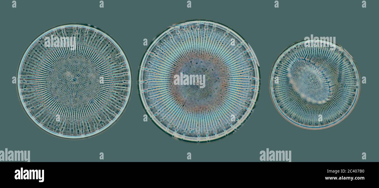 Fossil diatoms hi-res stock photography and images - Alamy