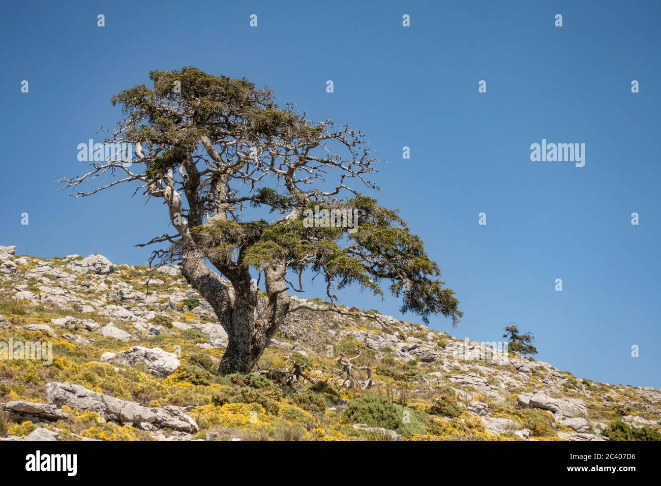 Sierra de las Nieves Natural Park, Old spanish fir tree (Abies pinsapo ...