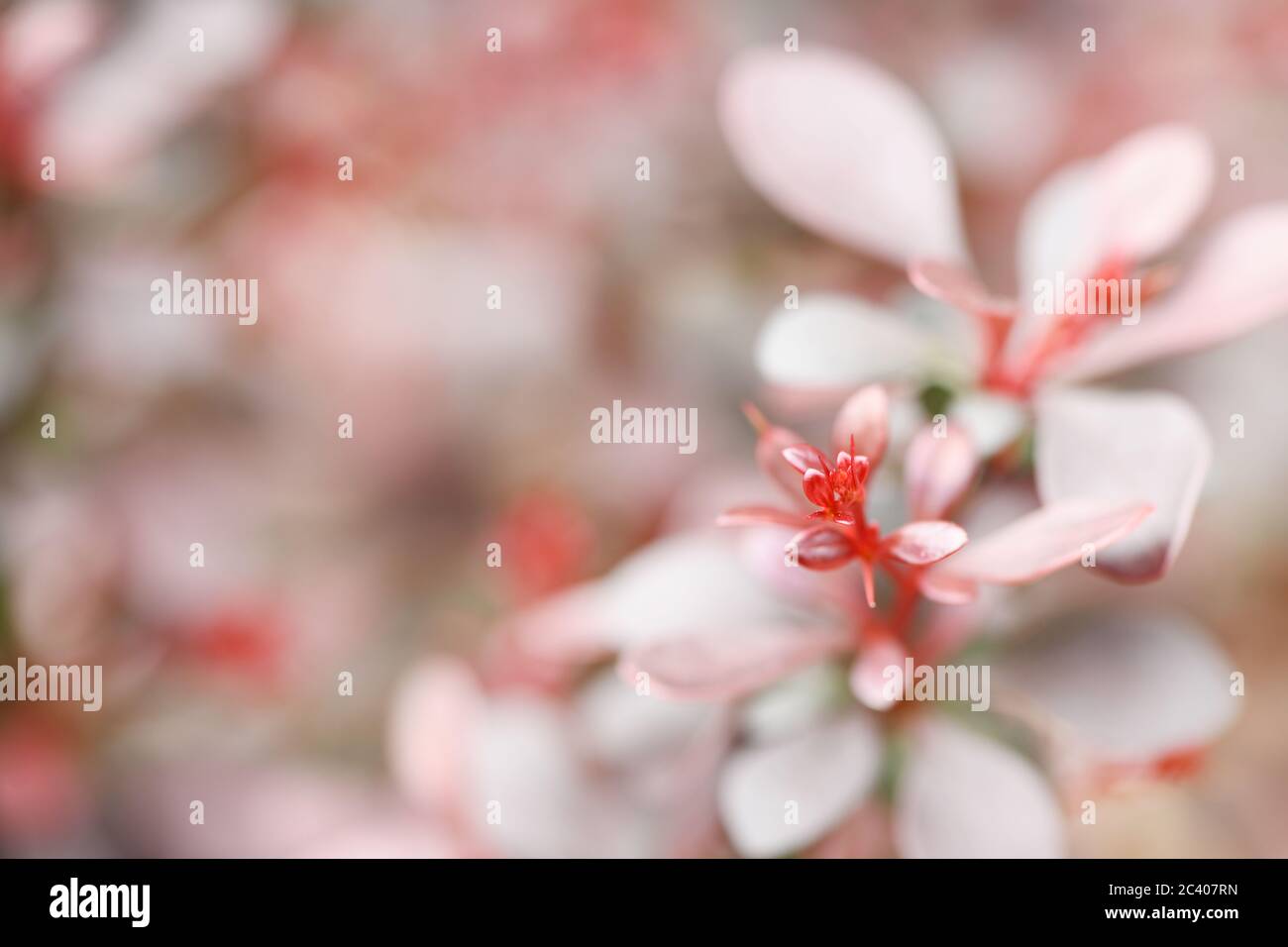 Berberis, commonly known as decorative barberry, is a large genus of ...