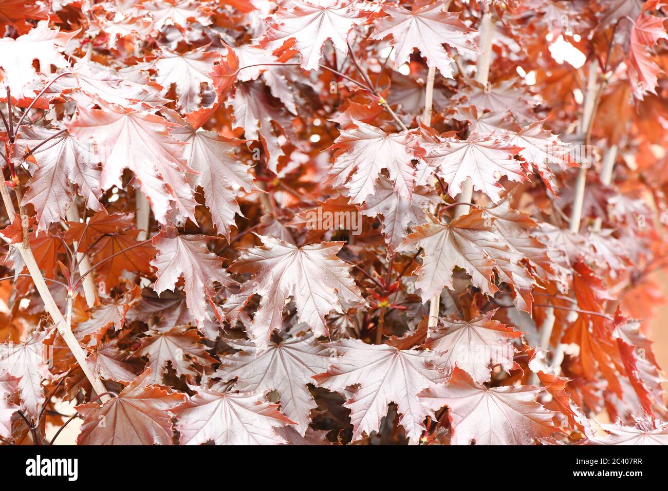 background of red maple leaf. High resolution photo. Full depth of ...