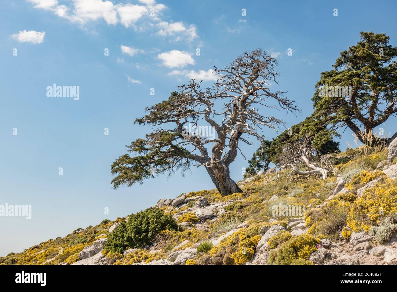 Sierra de las Nieves Natural Park, Old spanish fir tree (Abies pinsapo ...