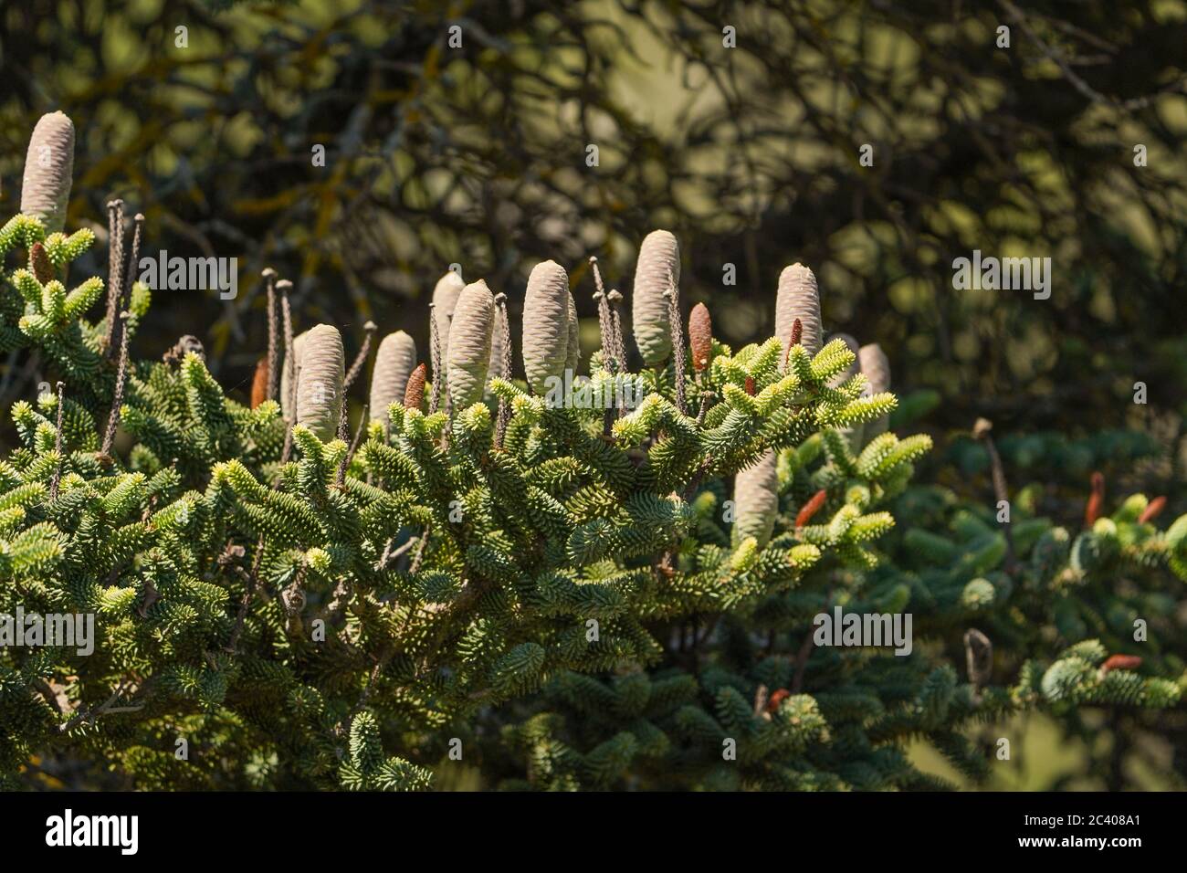 Rare fir trees hi-res stock photography and images - Alamy