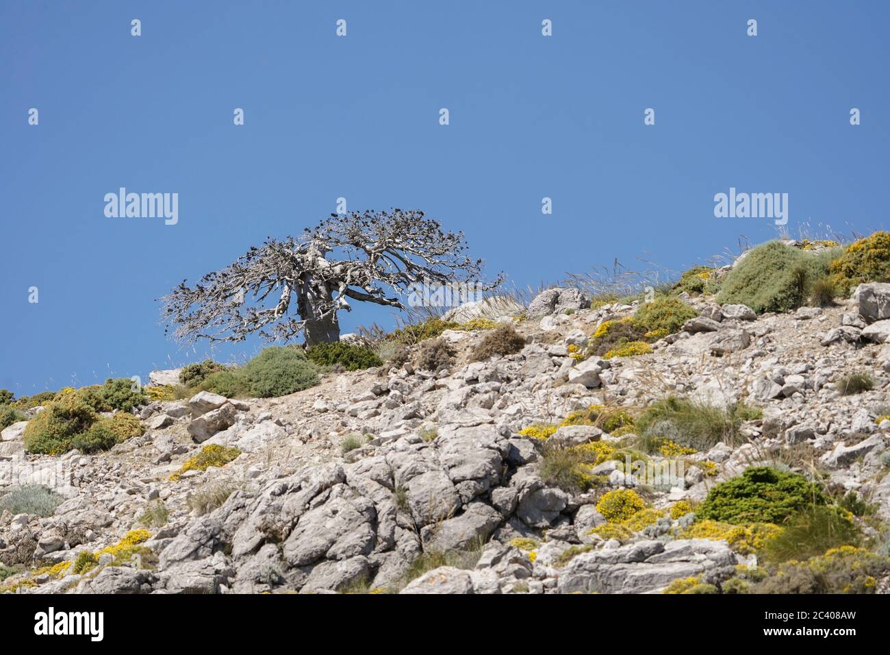 Sierra de las Nieves Natural Park, Old dead spanish fir tree (Abies ...