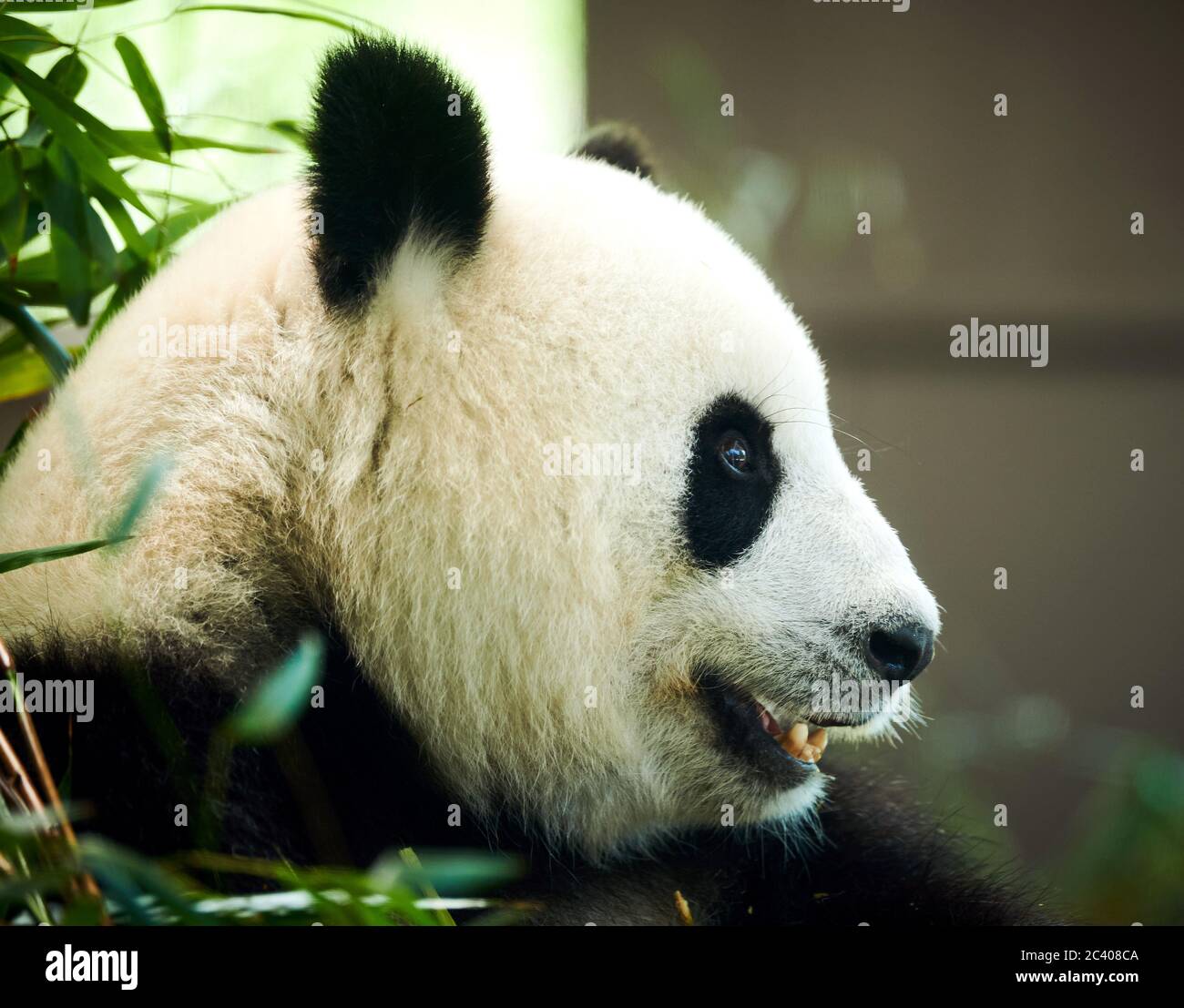 Berlin, Germany. 23rd June, 2020. Female panda Meng Meng is sitting in ...