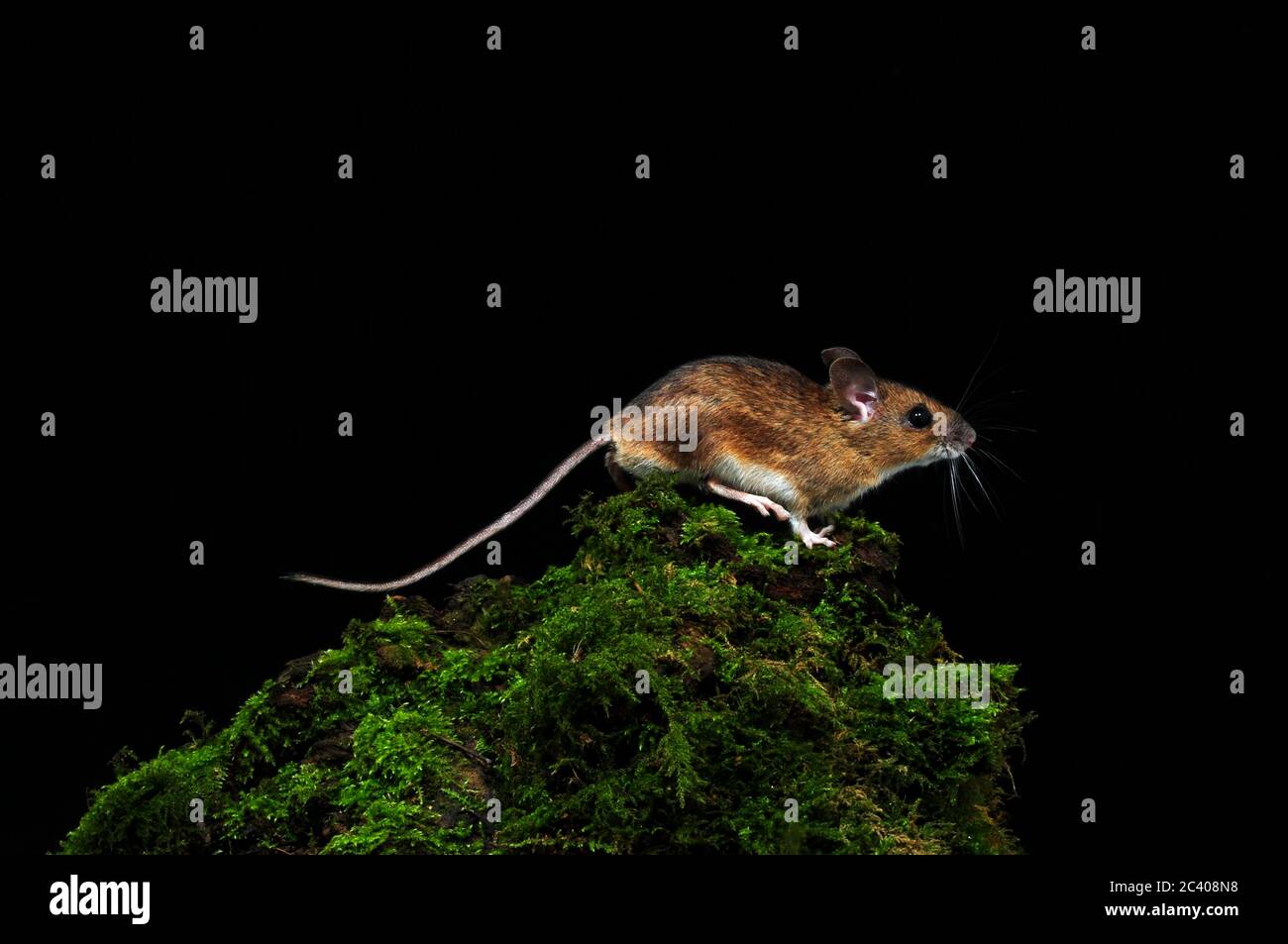 wood mouse apodemus sylvaticus Stock Photo - Alamy