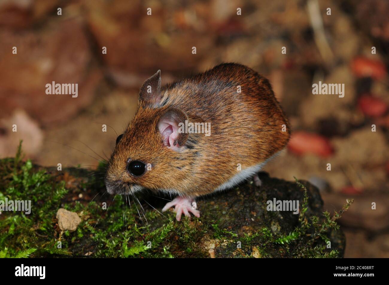 wood mouse apodemus sylvaticus Stock Photo - Alamy
