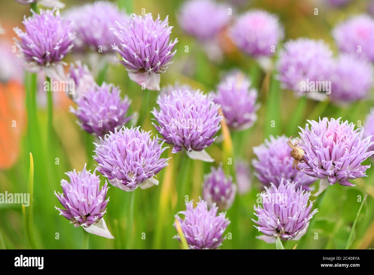 Siberian onion (Decorative onion). Blossom allium on garden background ...
