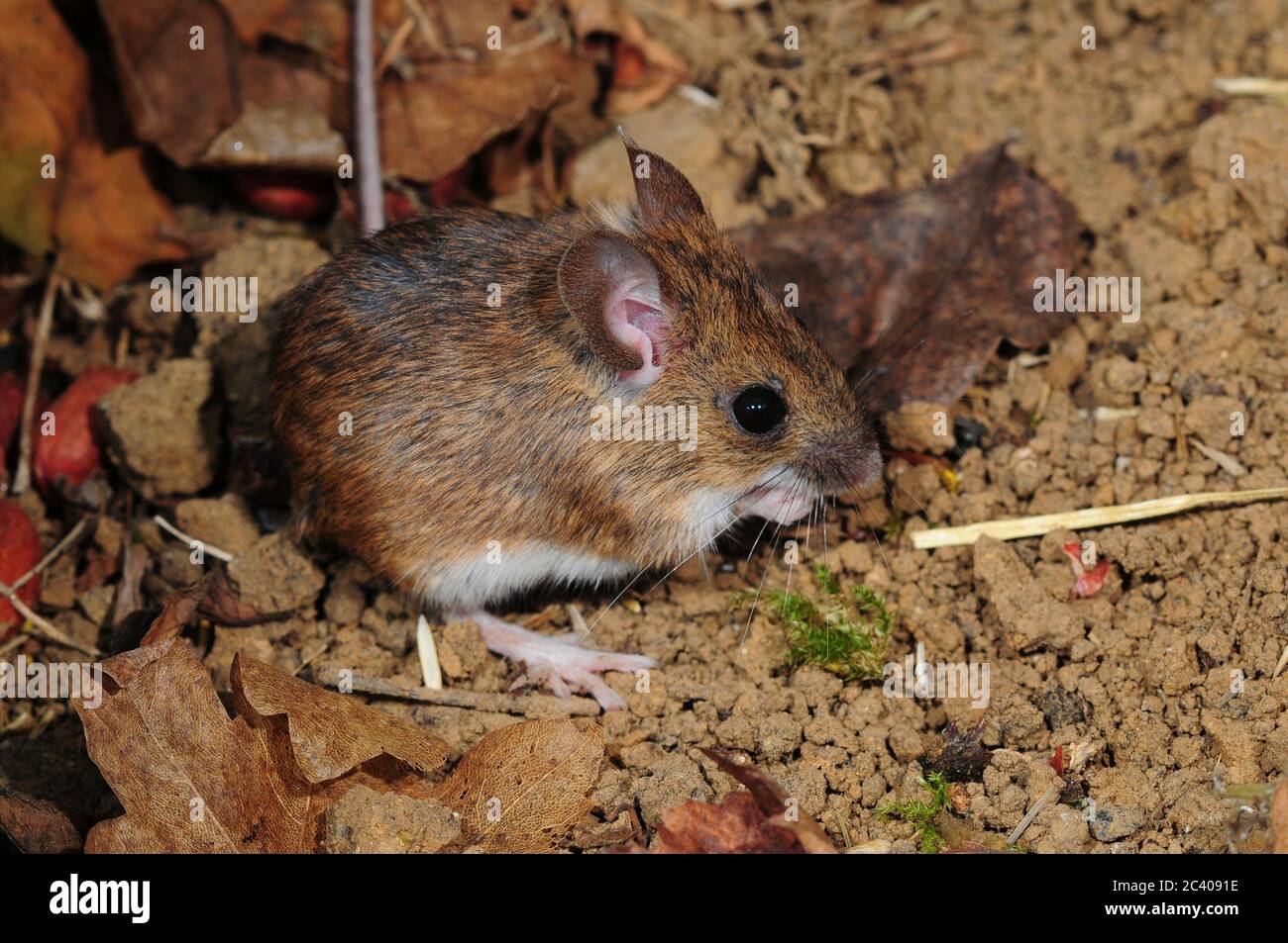 wood mouse apodemus sylvaticus Stock Photo - Alamy
