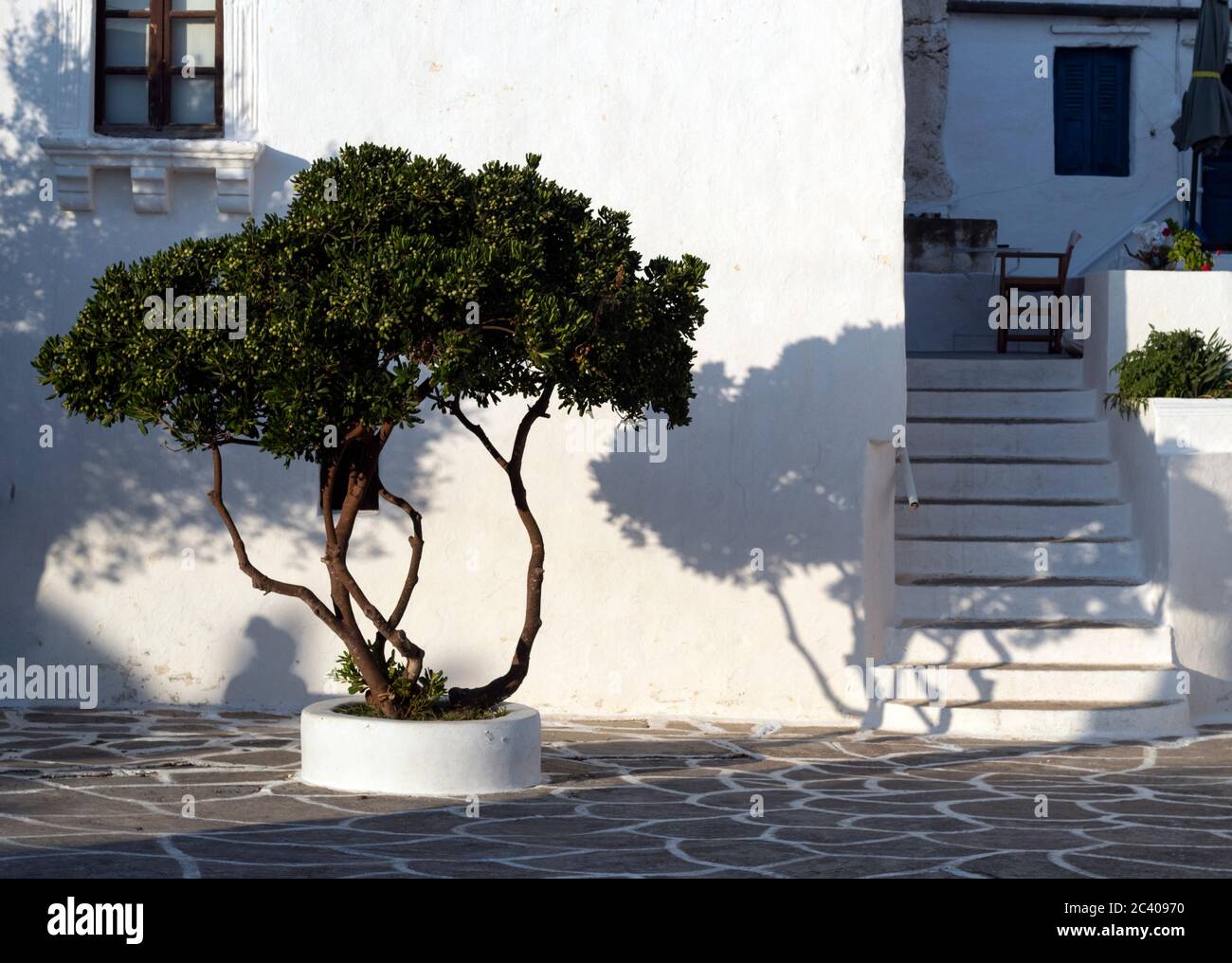 Greece, the island of Sikinos. An ornamental tree in the main square of ...