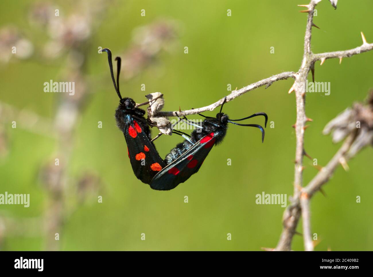 The Six Spot Burnet is a daytime flying moth with distinctive red and ...
