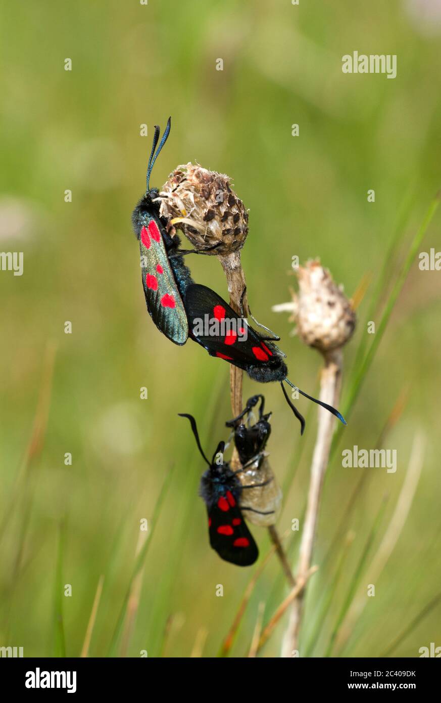 The Six Spot Burnet is a daytime flying moth with distinctive red and ...