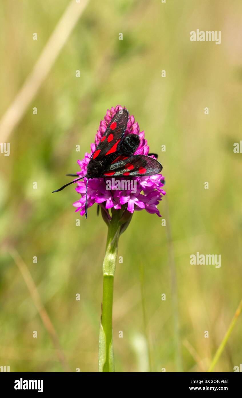 The Six Spot Burnet is a daytime flying moth with distinctive red and ...