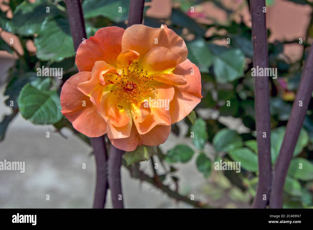 A beautiful blooming garden rose captivates with its appearance, color ...