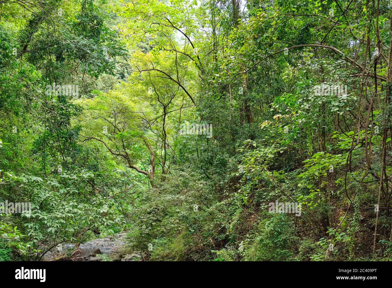 Wild forest on the island of Panay Philippines Stock Photo - Alamy